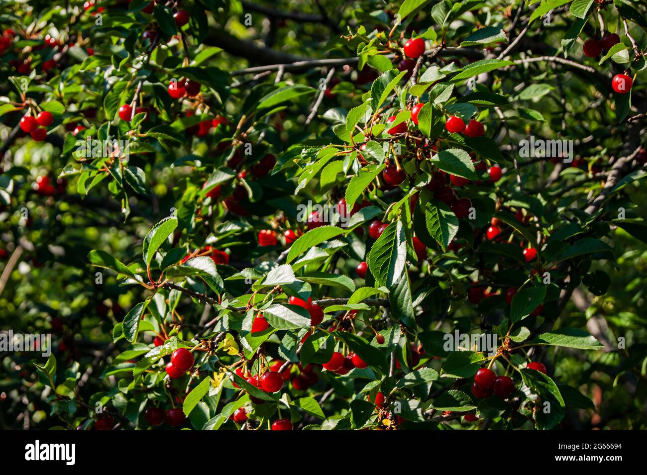 Red rich cherries on a branch. Very tasty and ripe. The variety of ...