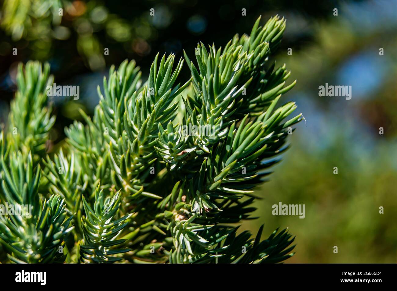 Green little needles. The branches of a tree. Natural background. The ...