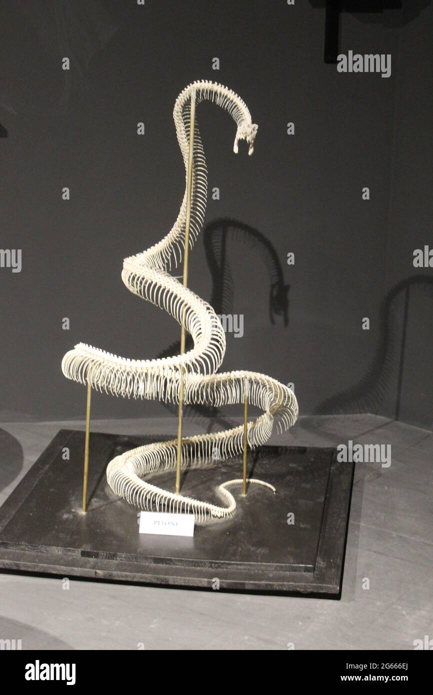 Snake arrow hi-res stock photography and images - Alamy