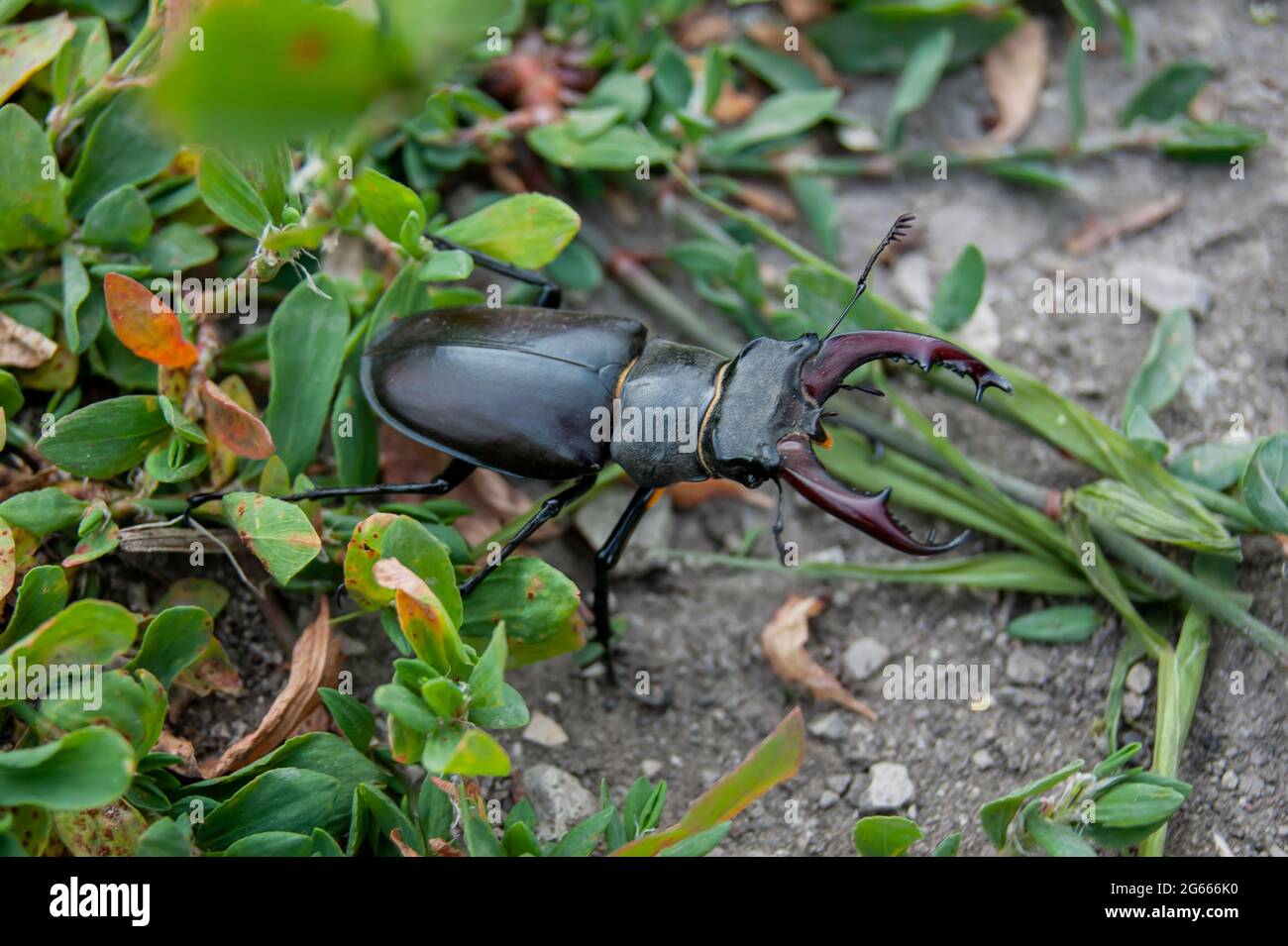 The stag beetle. A beetle in the red book. A very rare beetle. A beetle ...