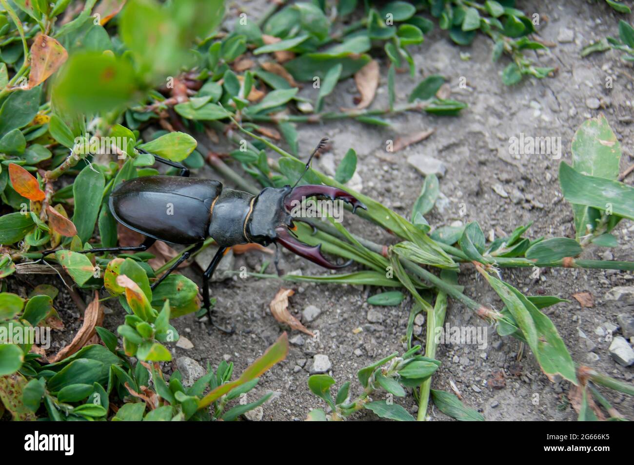 The stag beetle. A beetle in the red book. A very rare beetle. A beetle ...