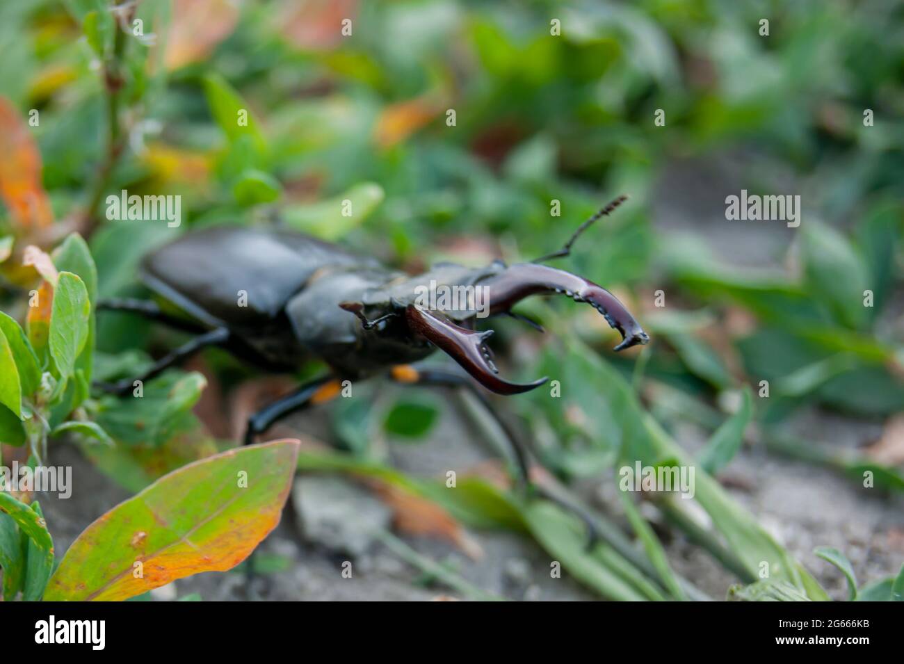 The stag beetle. A beetle in the red book. A very rare beetle. A beetle ...