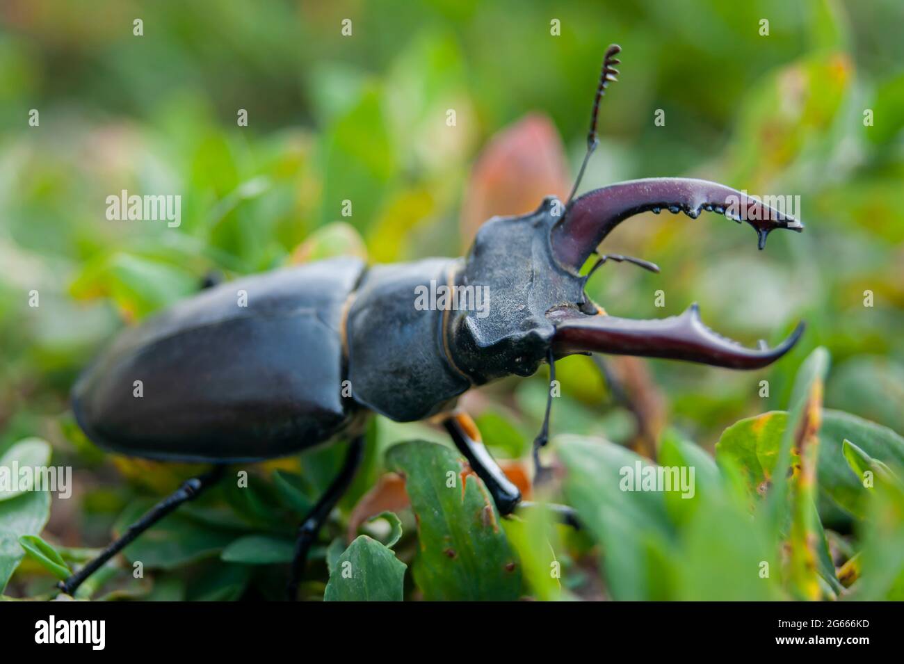 The stag beetle. A beetle in the red book. A very rare beetle. A beetle ...