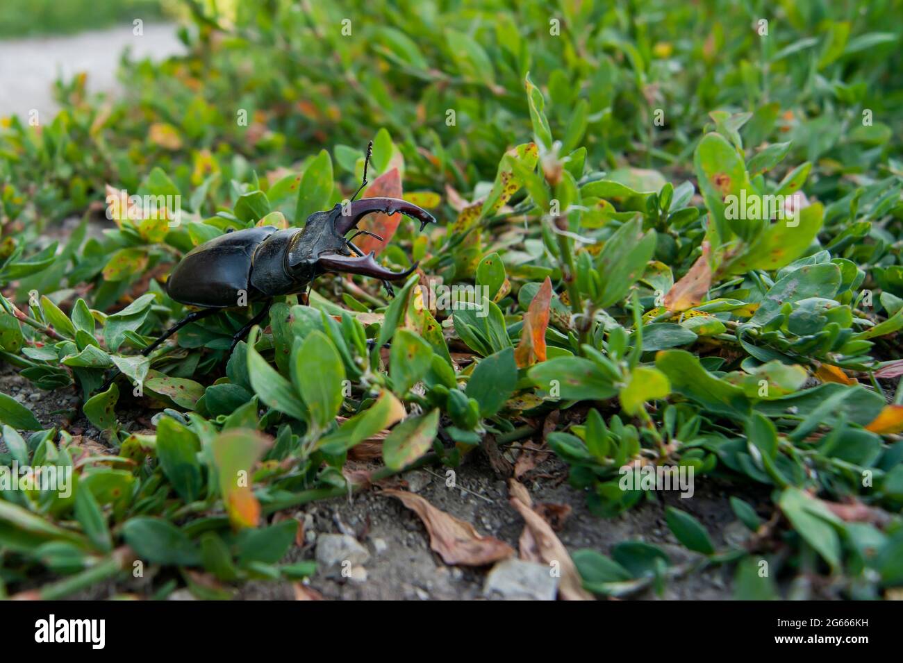 The stag beetle. A beetle in the red book. A very rare beetle. A beetle ...