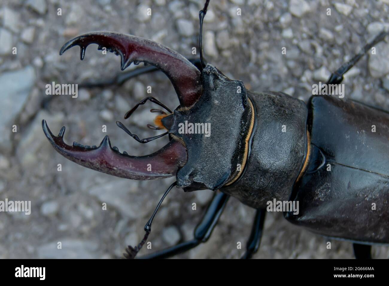 The stag beetle. A beetle in the red book. A very rare beetle. A beetle ...