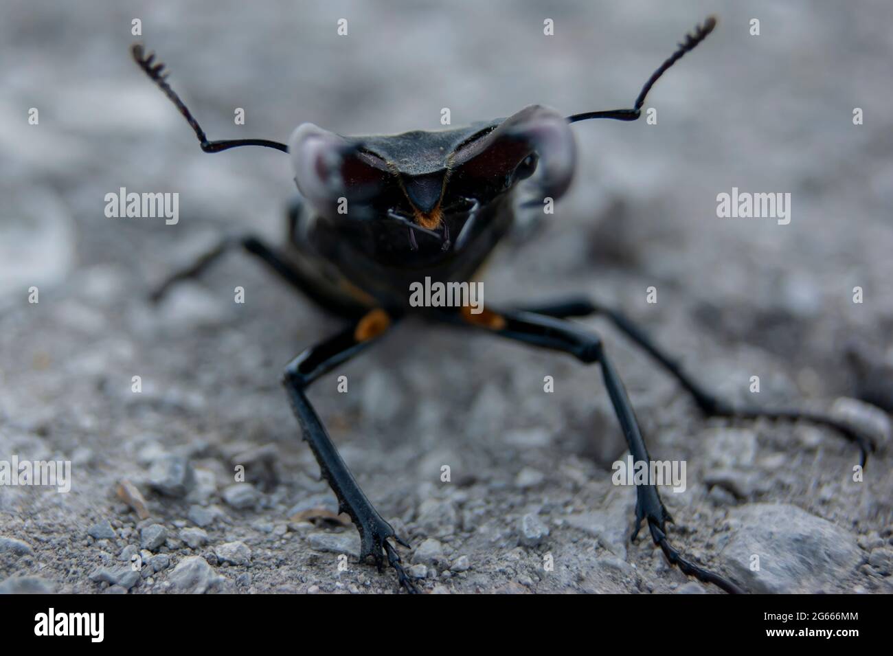 The stag beetle. A beetle in the red book. A very rare beetle. A beetle ...