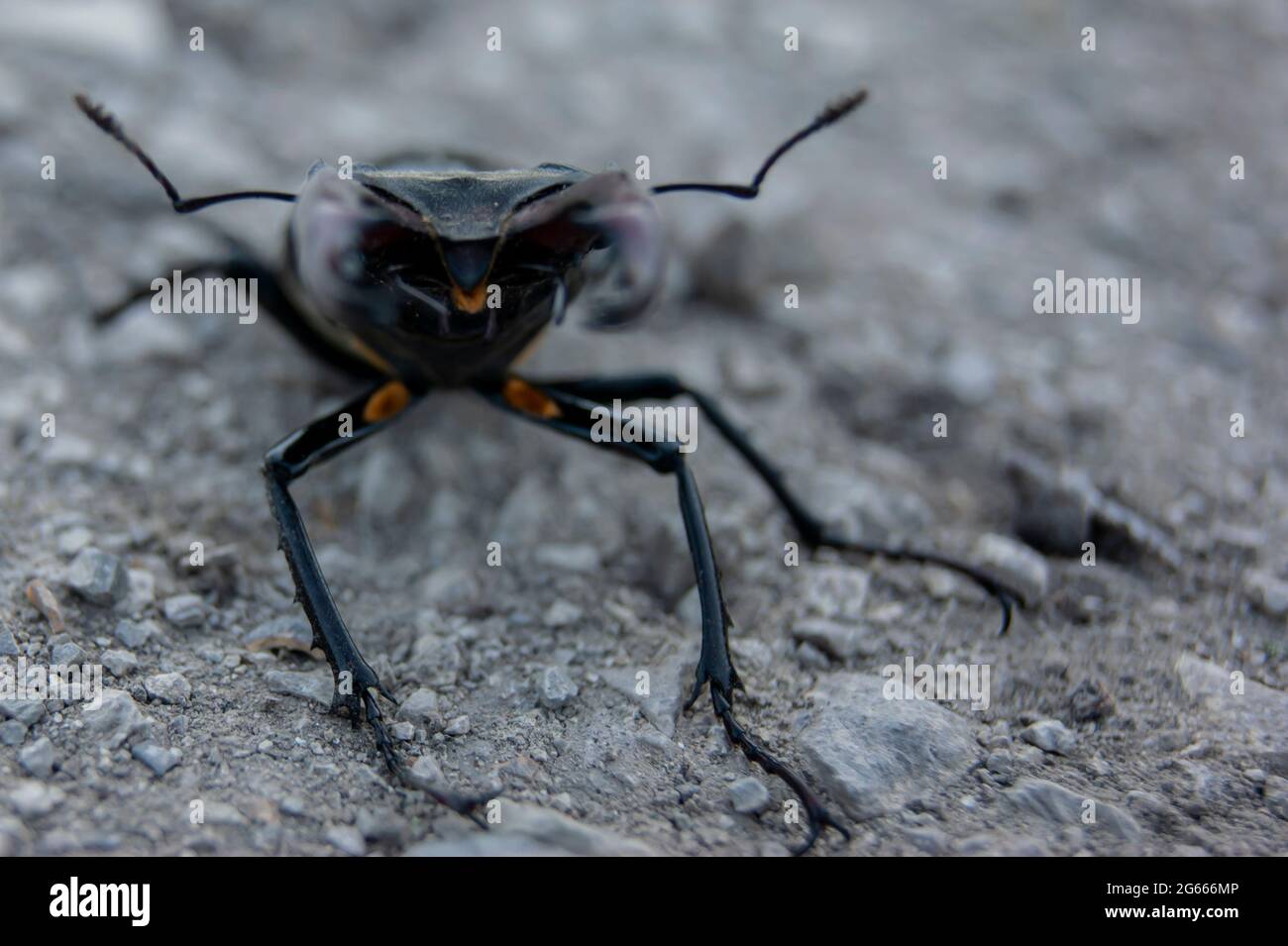 The stag beetle. A beetle in the red book. A very rare beetle. A beetle ...
