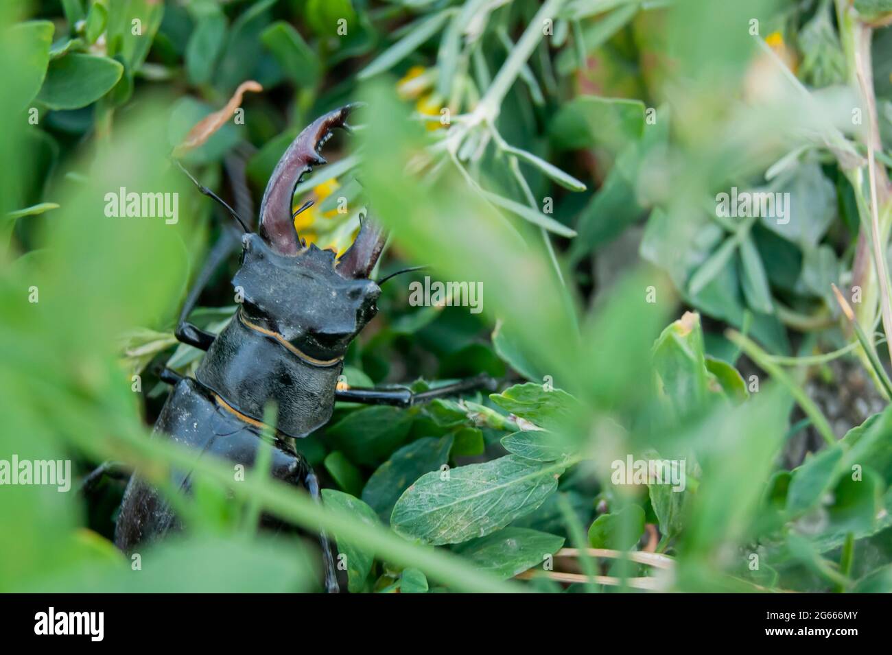 The stag beetle. A beetle in the red book. A very rare beetle. A beetle ...