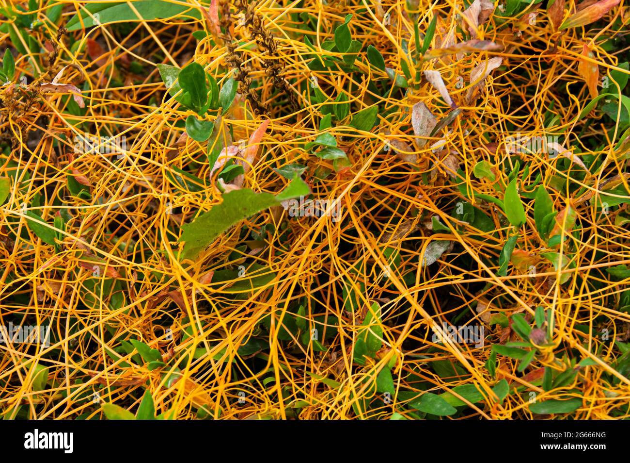 Natural abstraction for a grass background. The straw is almost ready ...