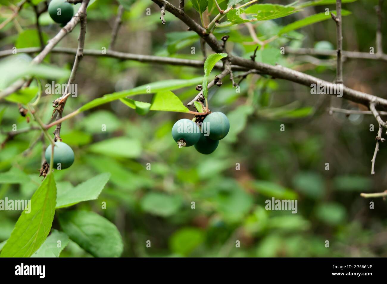Berry in the forest on a tree. Wildlife Foundation. Gifts of the forest ...