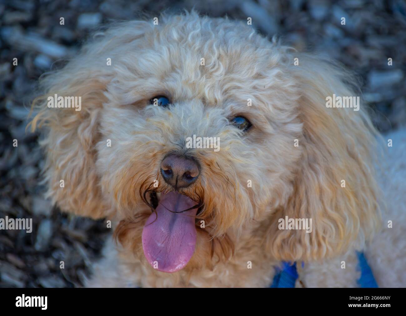 beautiful portrait of a caboodle poodle dog sitting in a Suburban ...