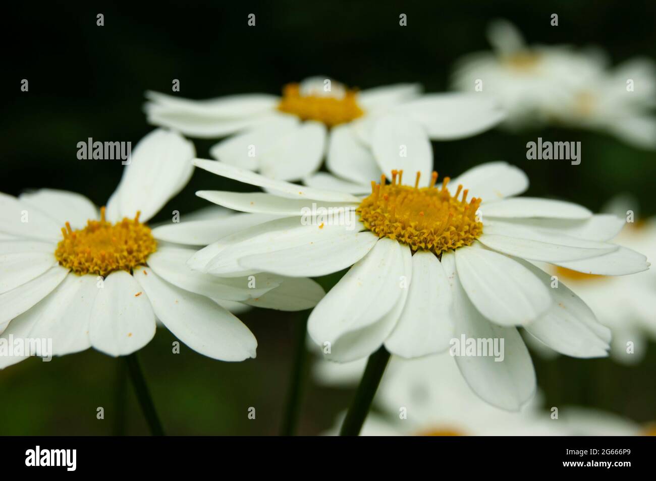 Wild forest daisies. Very large daisies. Beautiful flowers. Flowers ...
