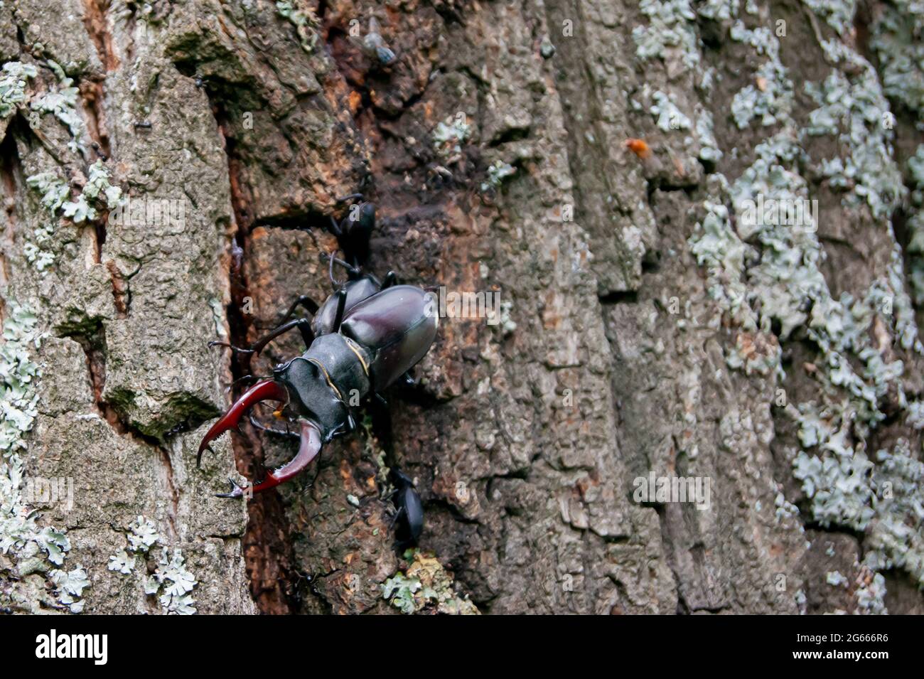 The stag beetle. A beetle in the red book. A very rare beetle. A beetle ...
