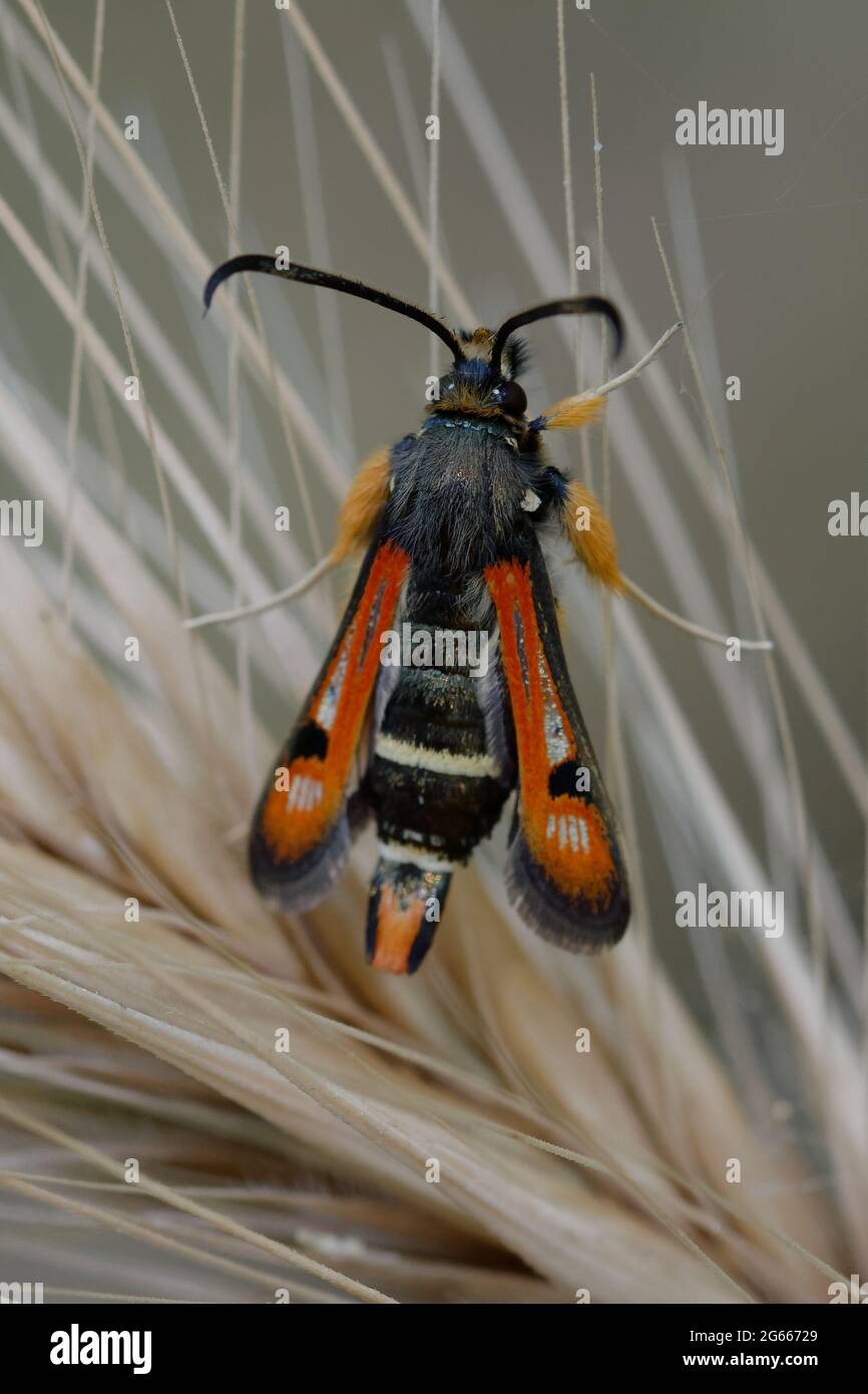 Fiery clearwing (Pyropteron chrysidiforme) on a plant Stock Photo - Alamy
