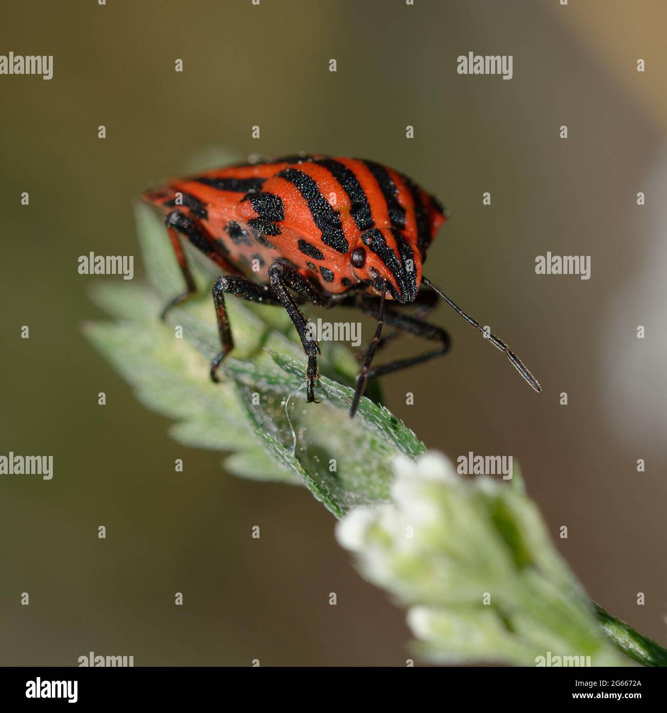 Minstrel bug graphosoma hi-res stock photography and images - Alamy
