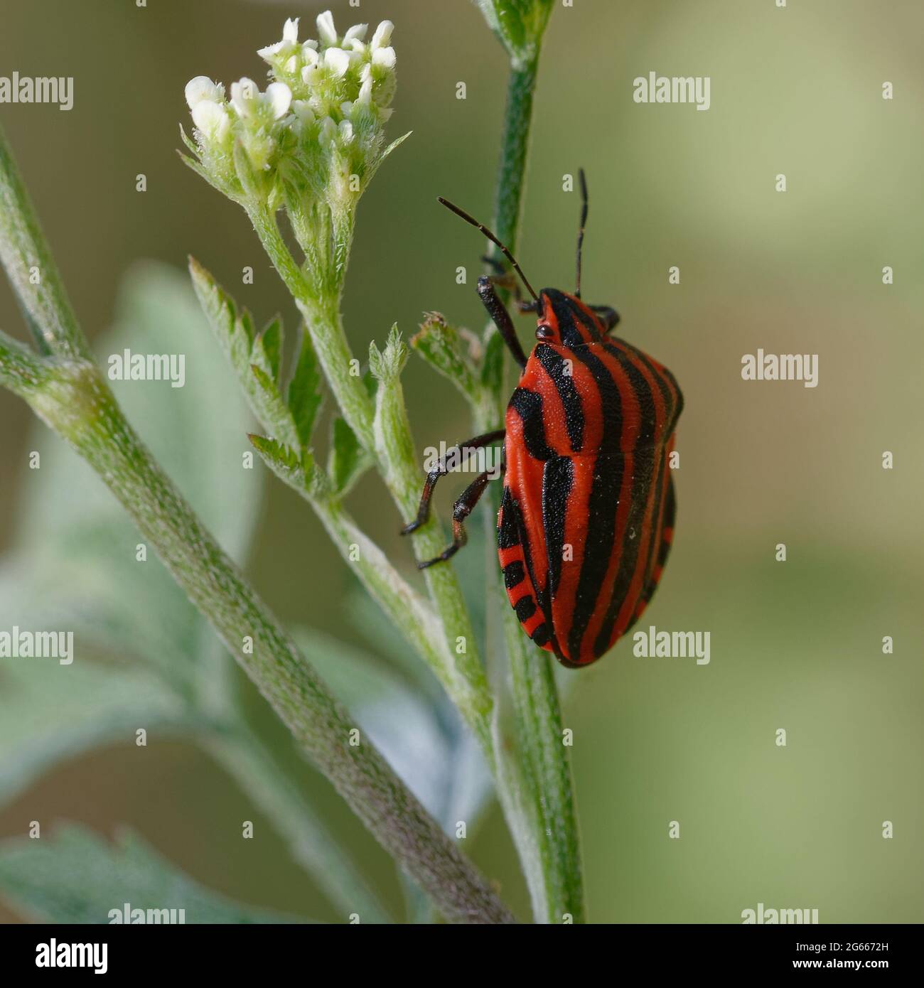 Minstrel bug graphosoma hi-res stock photography and images - Alamy