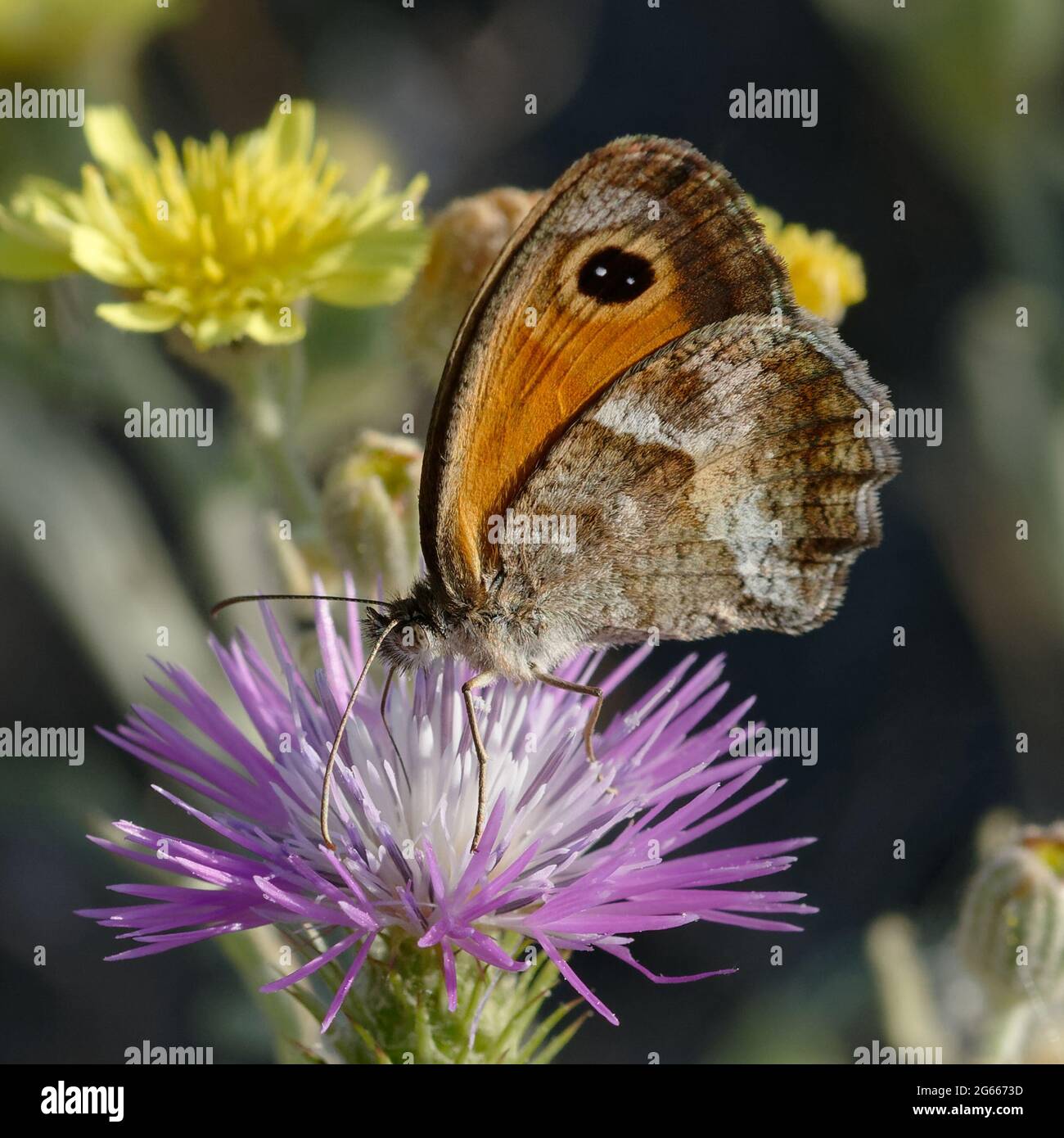 Southern Europe Biodiversity High Resolution Stock Photography and ...