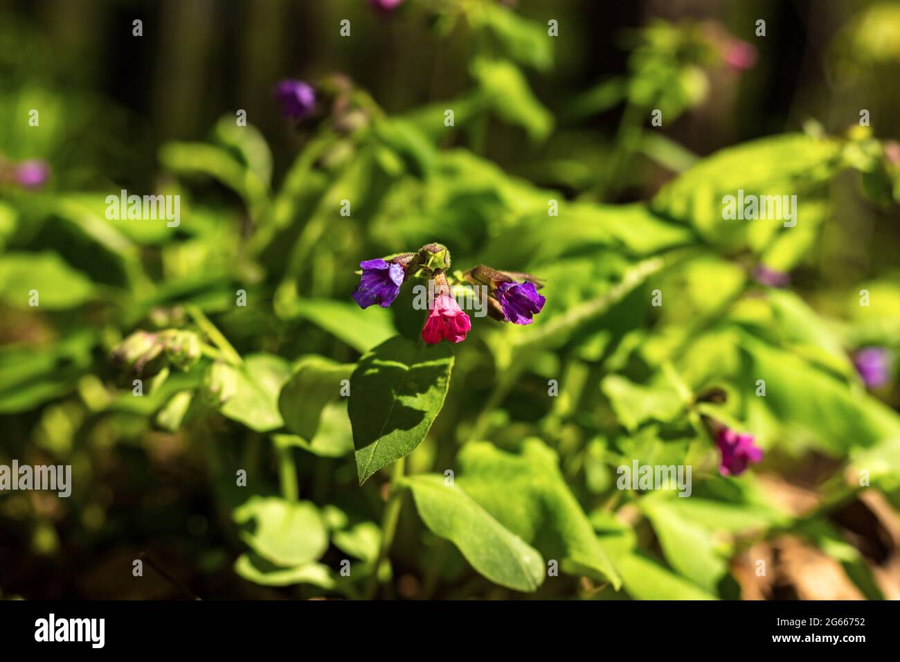 Purple blue pink flowers of lungwort Pulmonaria medicinal forest ...