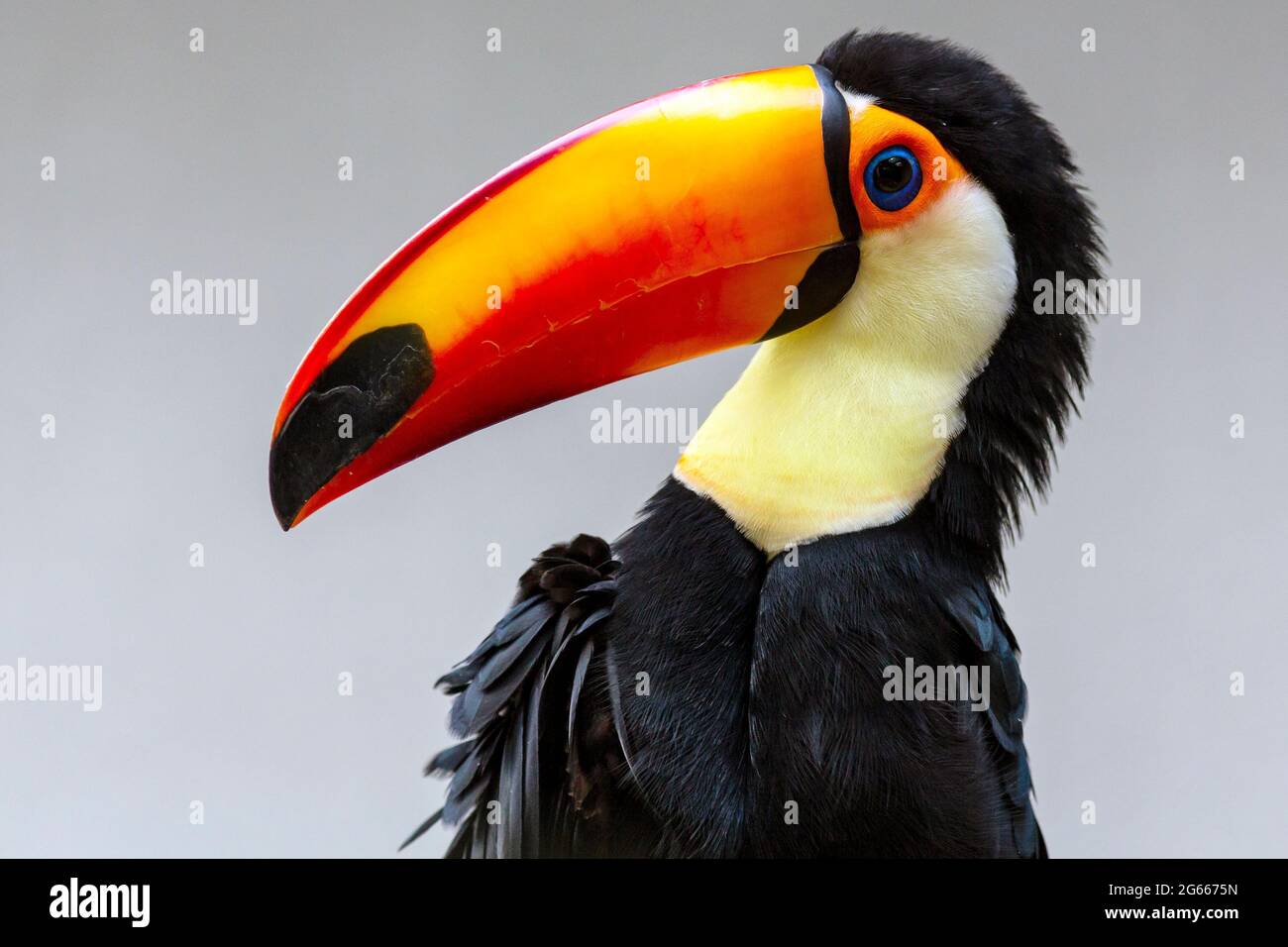 close-up portrait of a toucan bird with a neutral background Stock ...
