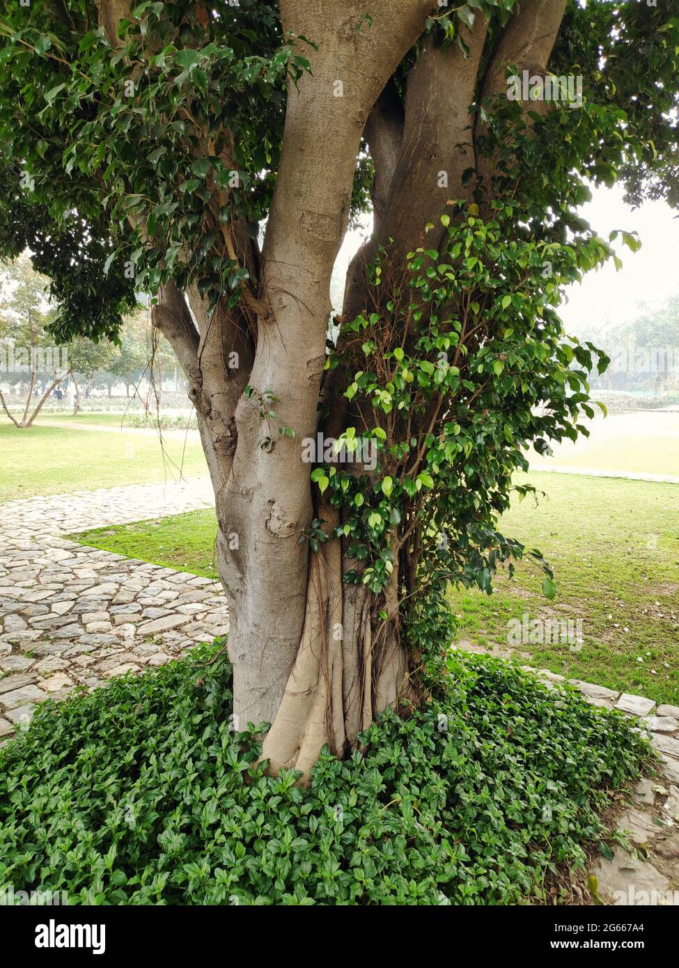The trunk of a beautiful ficus tree in a garden or park Stock Photo - Alamy