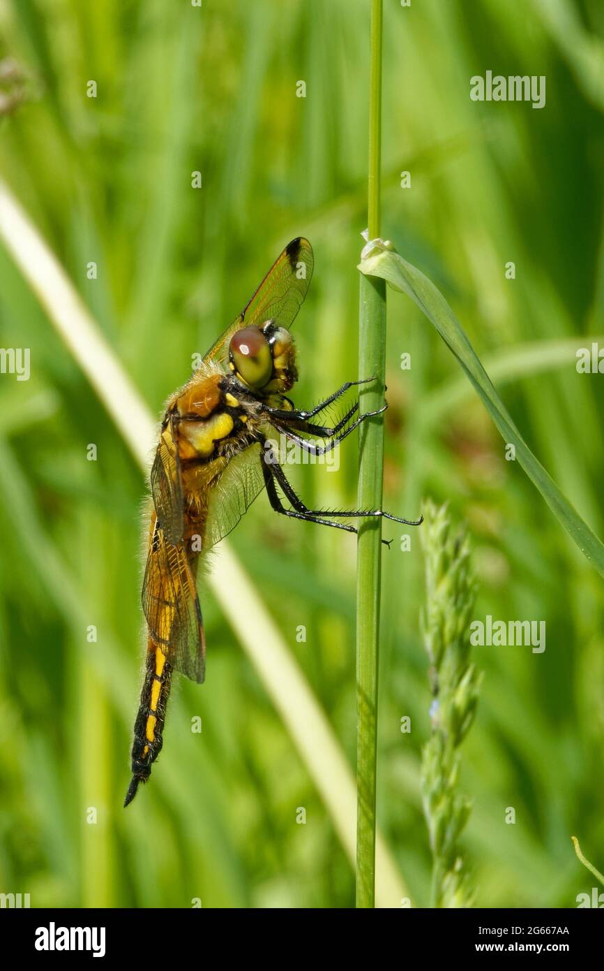 A common dragonfly: Four-spottedchaser (Libellula quadrimaculata), in ...