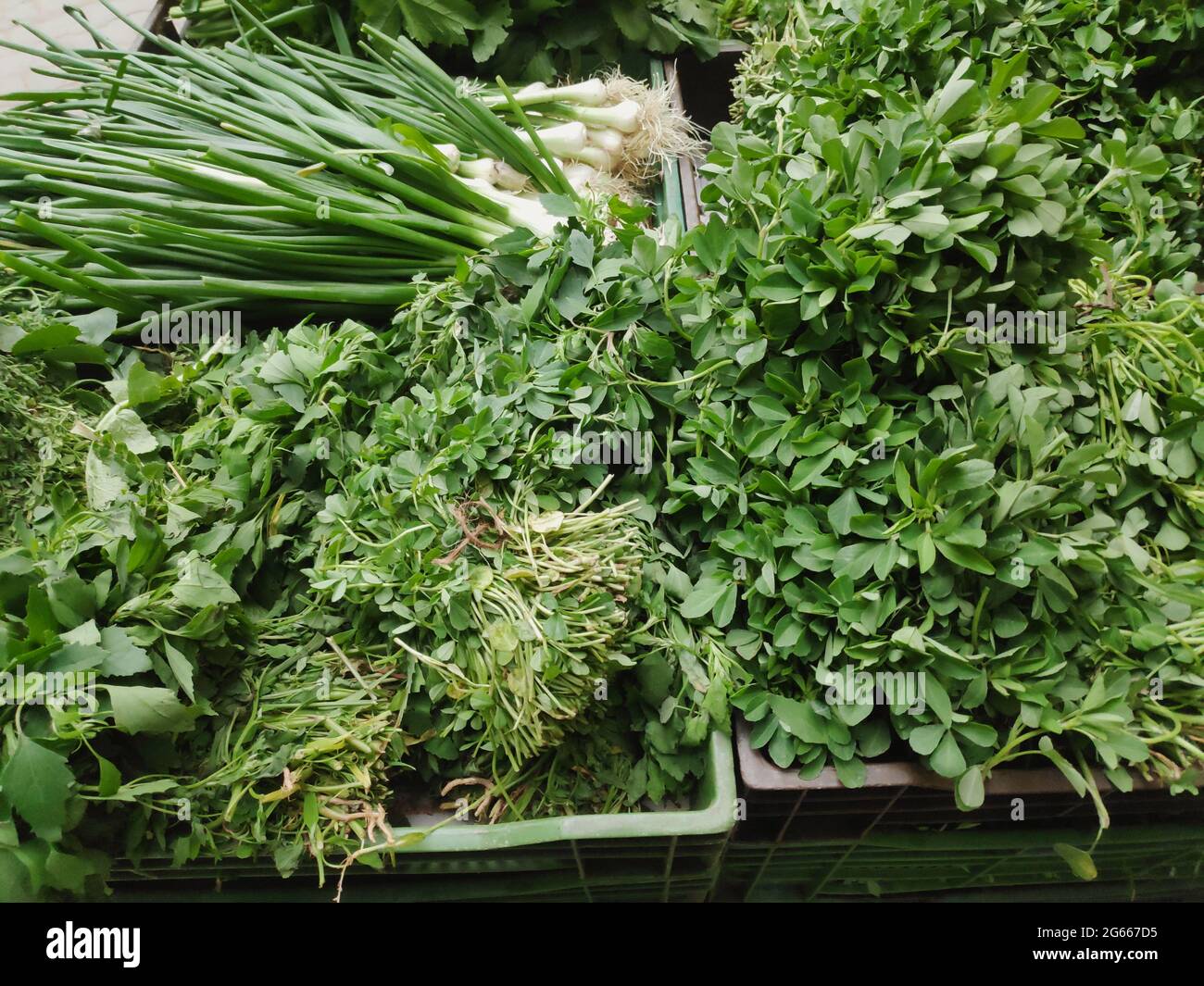 Fresh green leafy salad vegetables - close up Stock Photo - Alamy