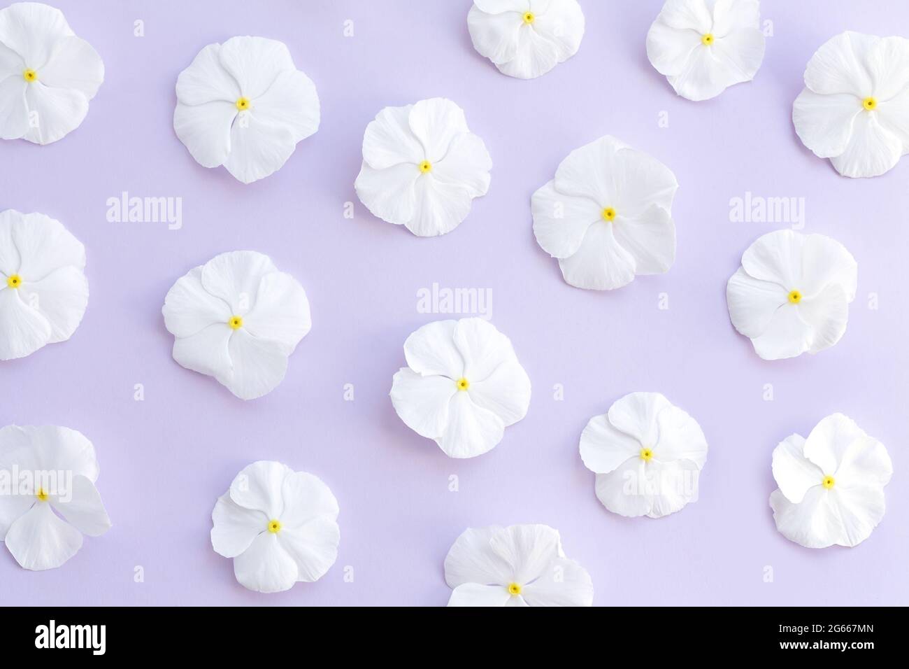 Floral pattern of white catharanthus flowers on purple background ...