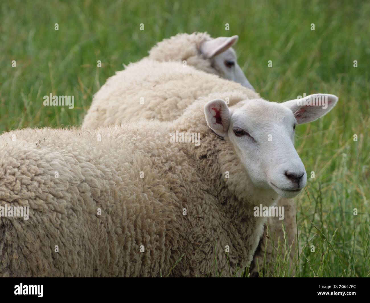 sheeps and cows in westphalia Stock Photo - Alamy