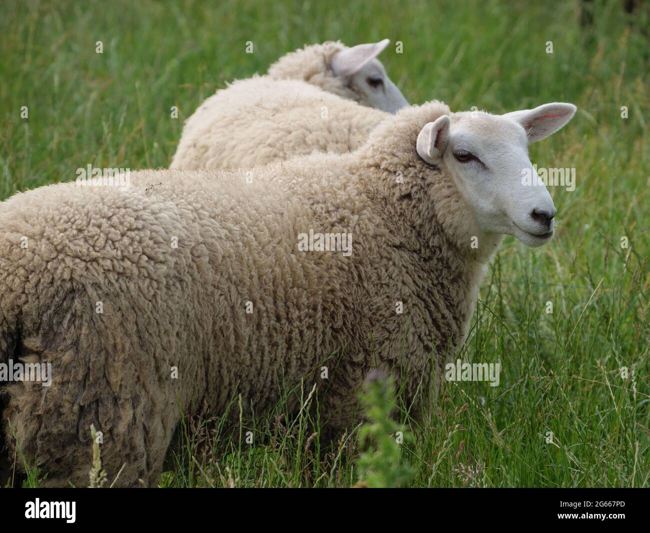 sheeps and cows in westphalia Stock Photo - Alamy
