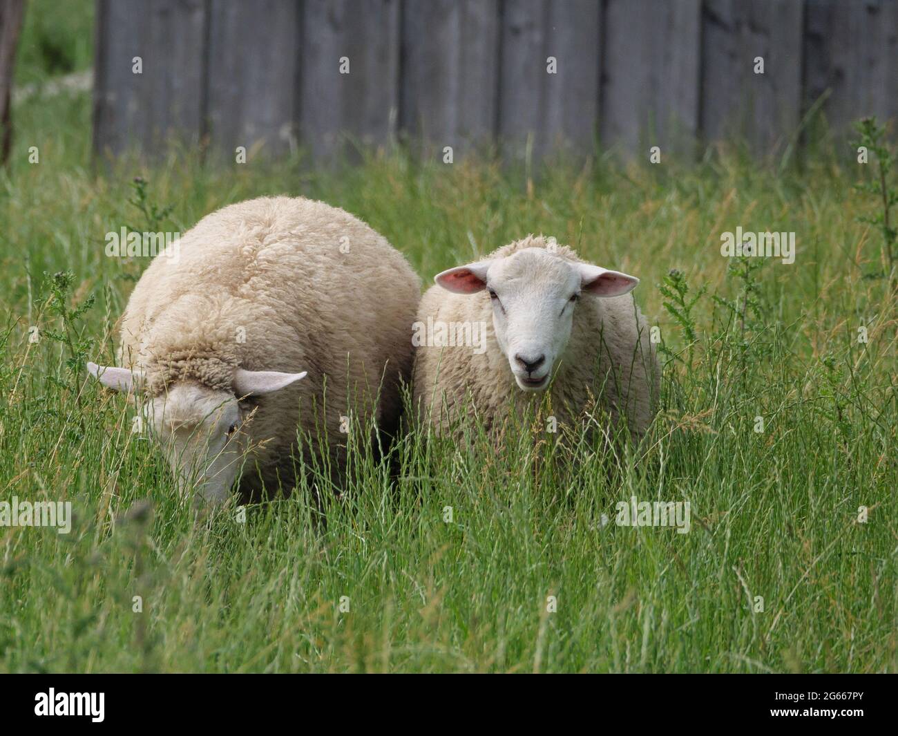 sheeps and cows in westphalia Stock Photo - Alamy