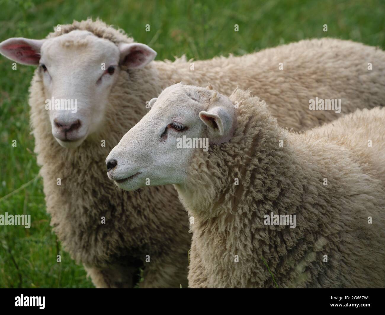 sheeps and cows in westphalia Stock Photo - Alamy