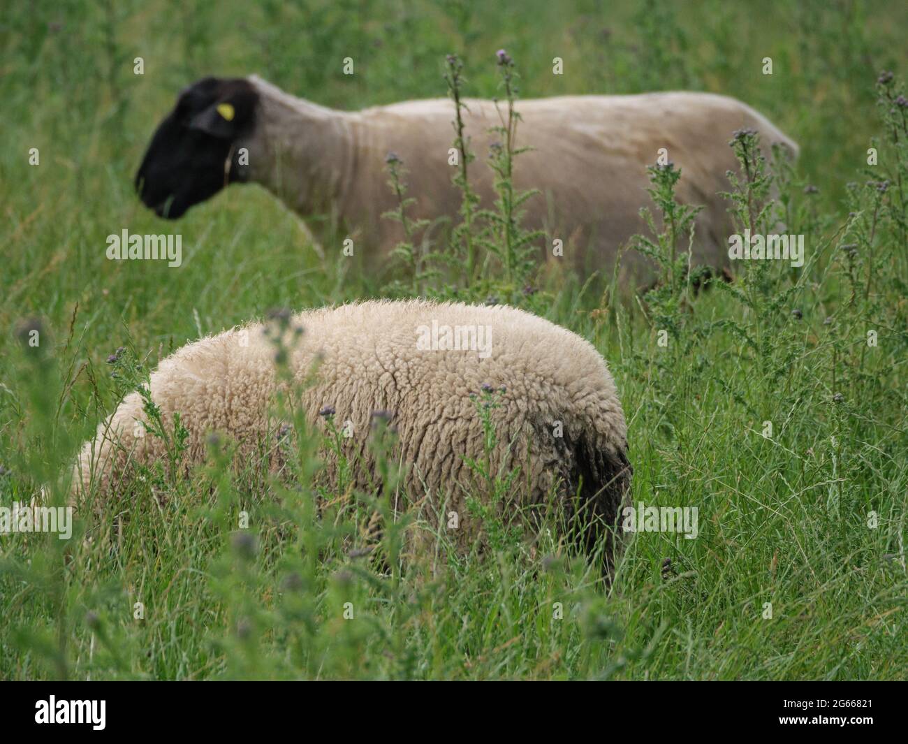 sheeps and cows in westphalia Stock Photo - Alamy