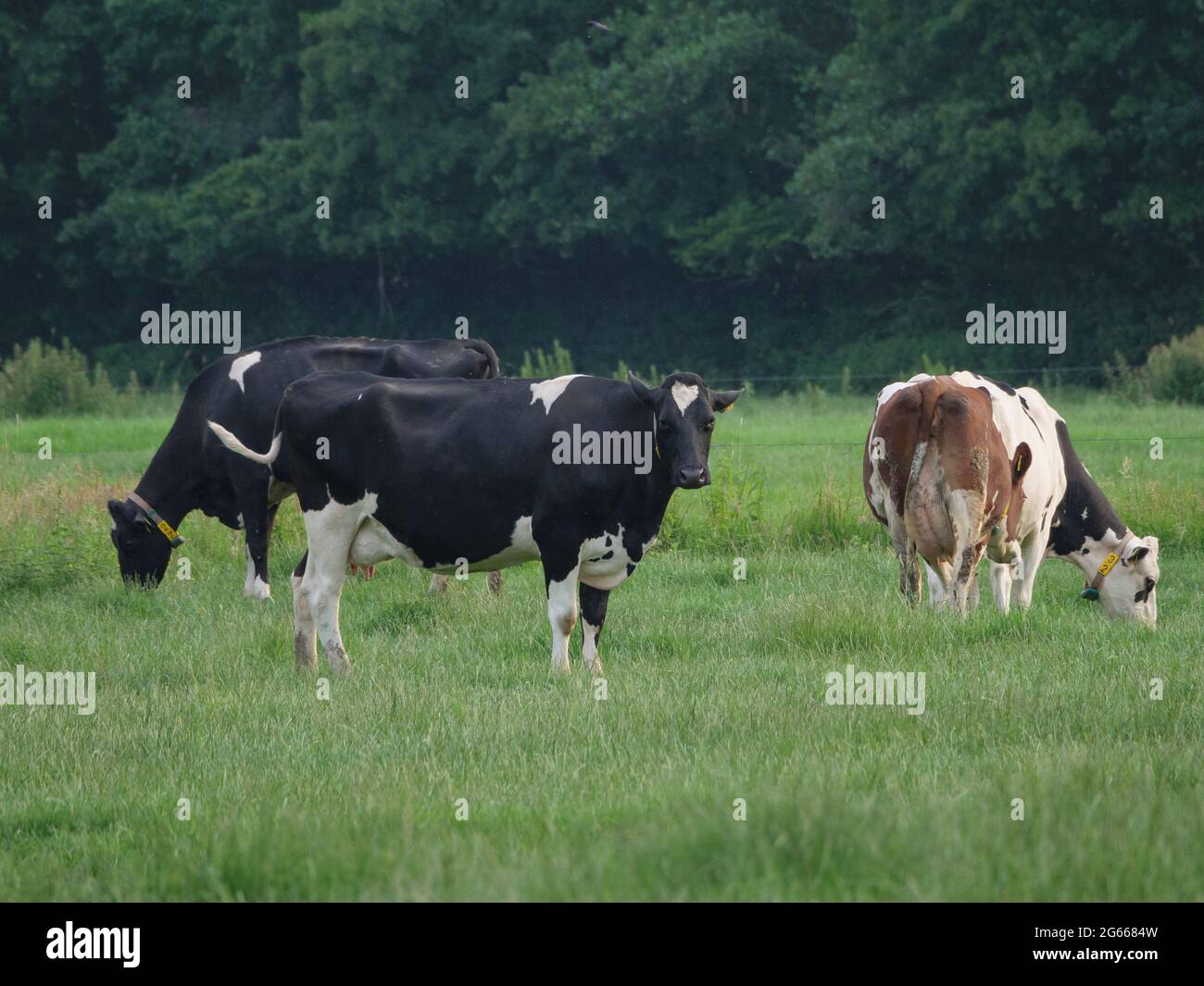 sheeps and cows in westphalia Stock Photo - Alamy
