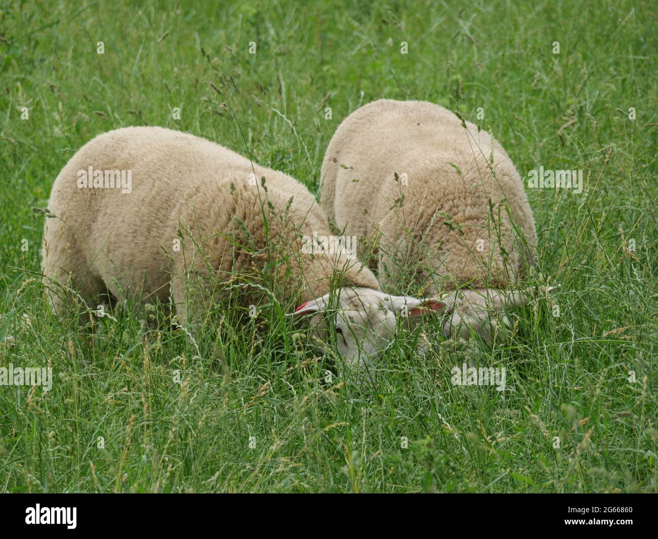sheeps and cows in westphalia Stock Photo - Alamy