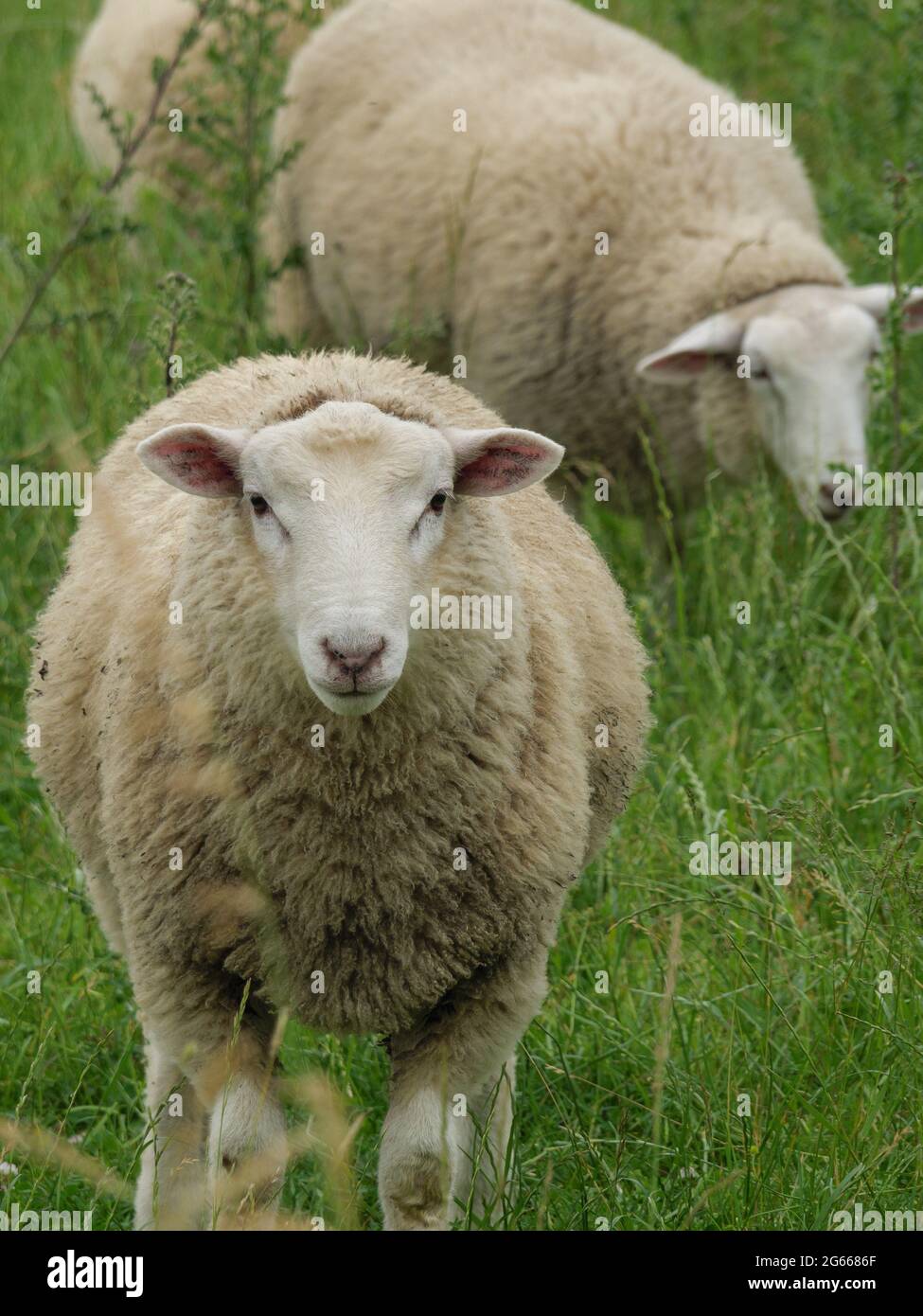 sheeps and cows in westphalia Stock Photo - Alamy