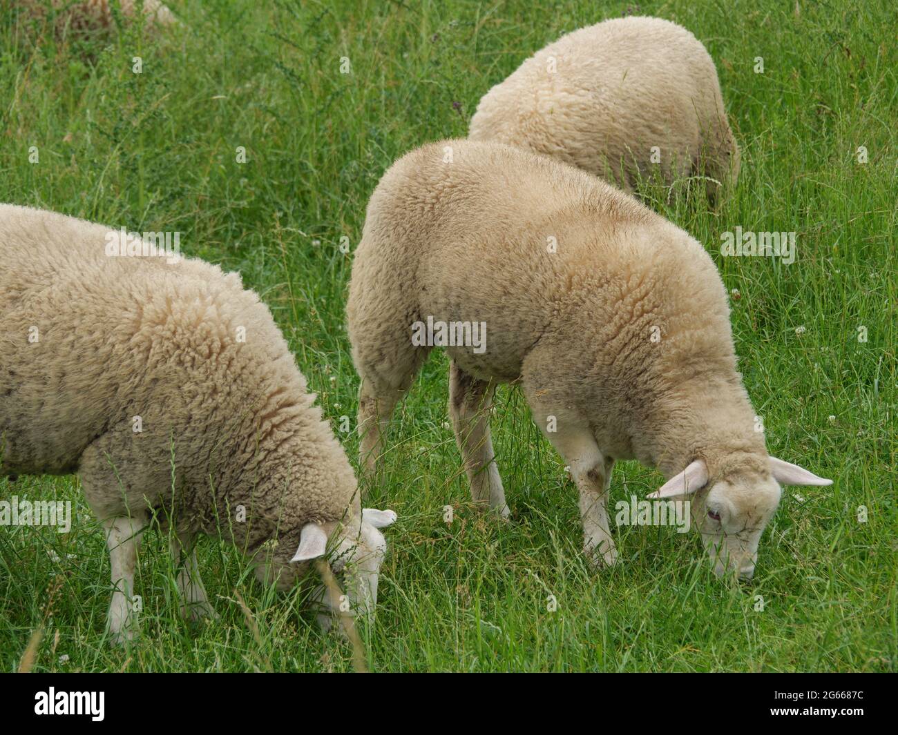sheeps and cows in westphalia Stock Photo - Alamy