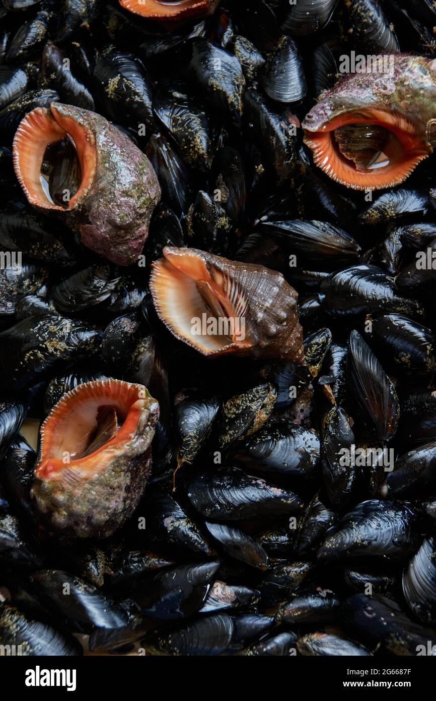 Pattern of edible sea shells and mollusks Stock Photo - Alamy
