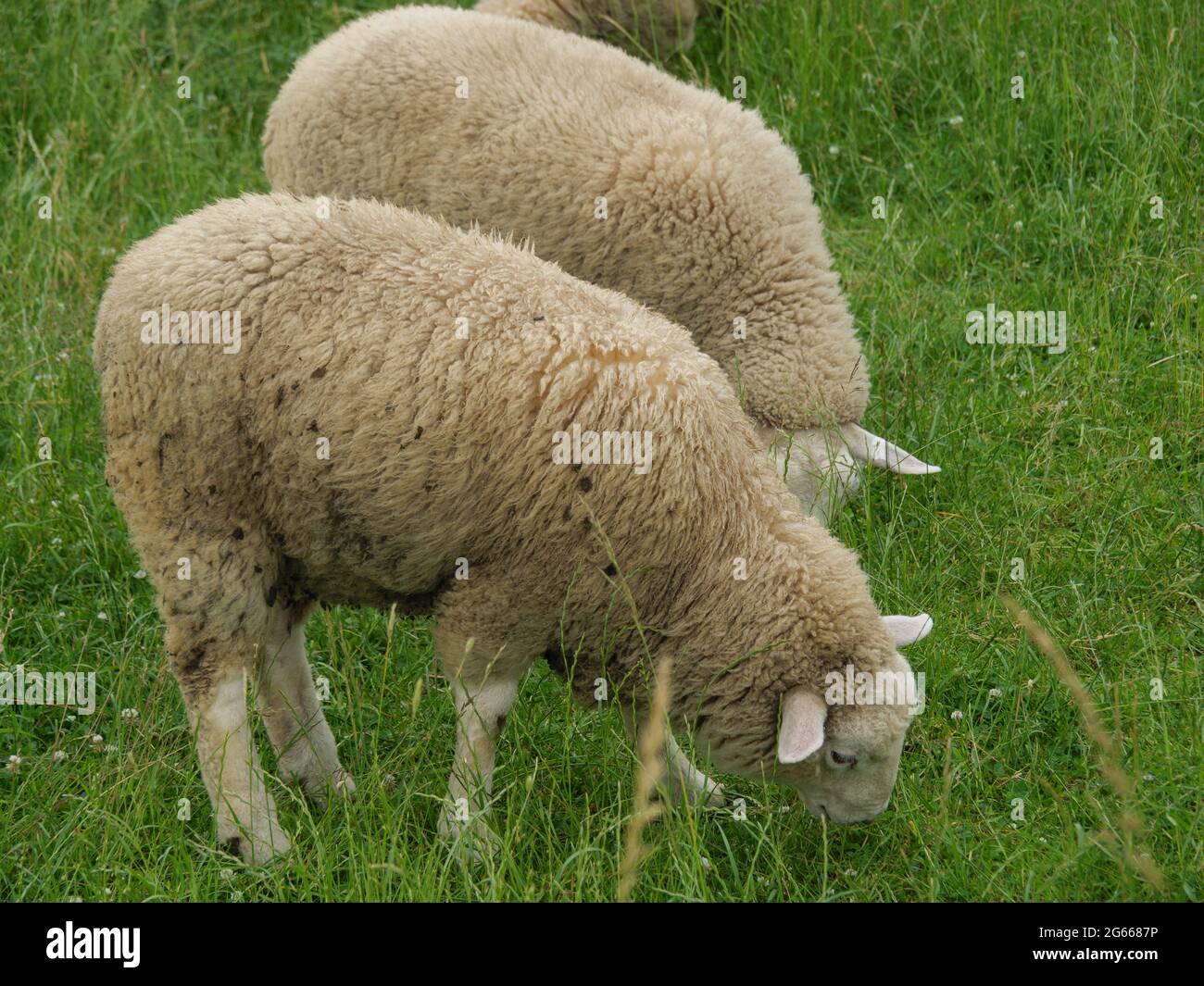 sheeps and cows in westphalia Stock Photo - Alamy