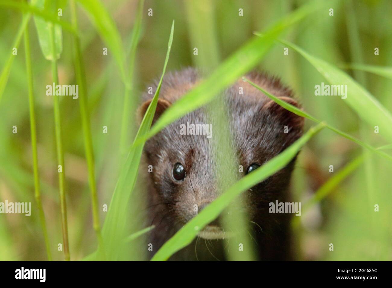 Mink whiskers hi-res stock photography and images - Alamy
