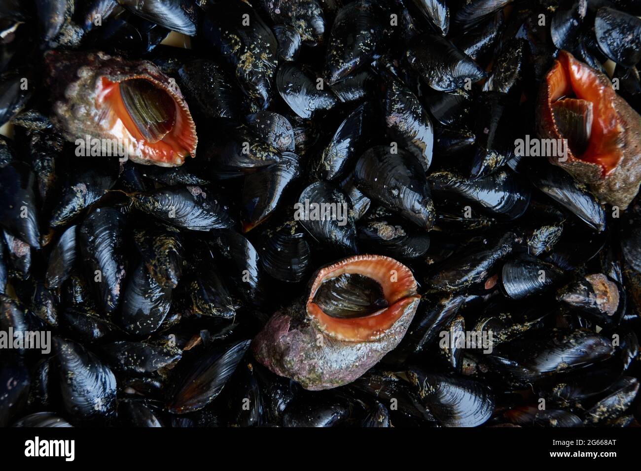 Pattern of edible sea shells and mollusks Stock Photo - Alamy