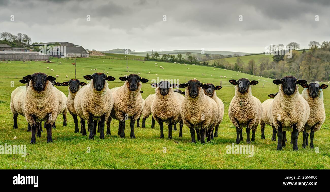Suffolk sheep portrait hi-res stock photography and images - Alamy