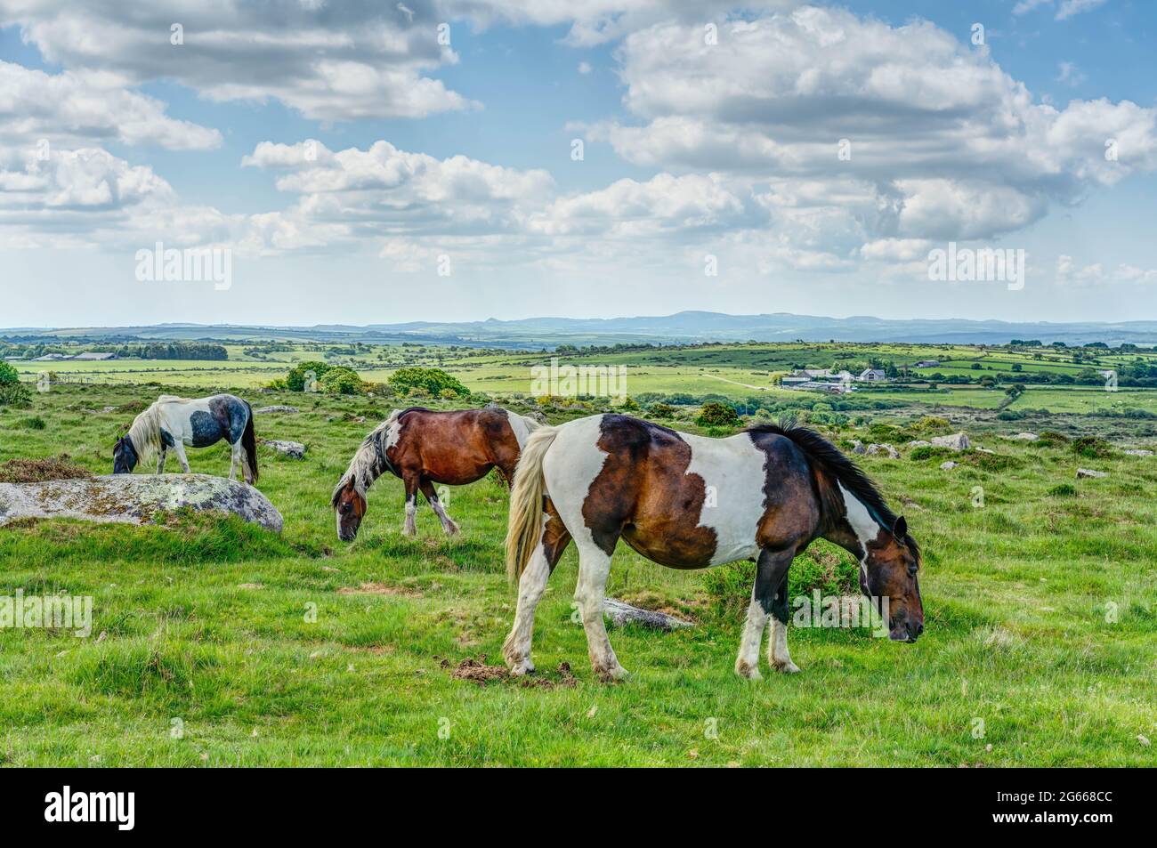 In Cornwall, three Bodmin Moor Ponie's grazing on a vast expanse of moorland grass amongst ...