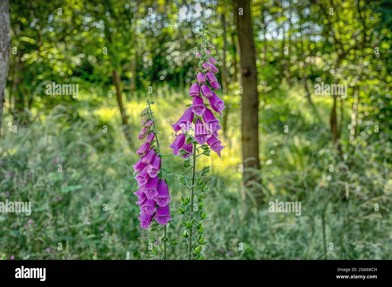 Two purple foxgloves nearing the end of their epic flowering season ...
