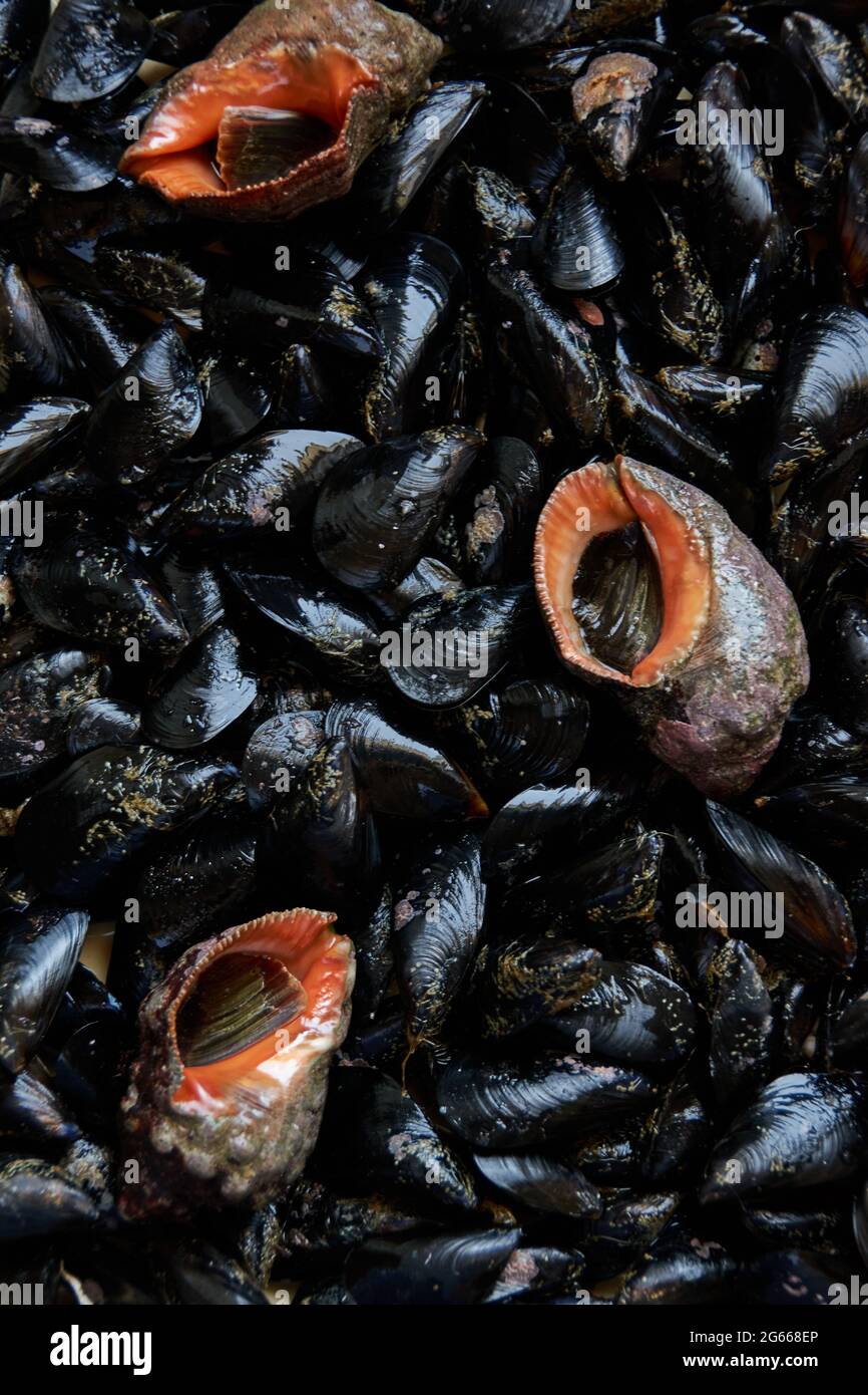 Pattern of edible sea shells and mollusks Stock Photo - Alamy