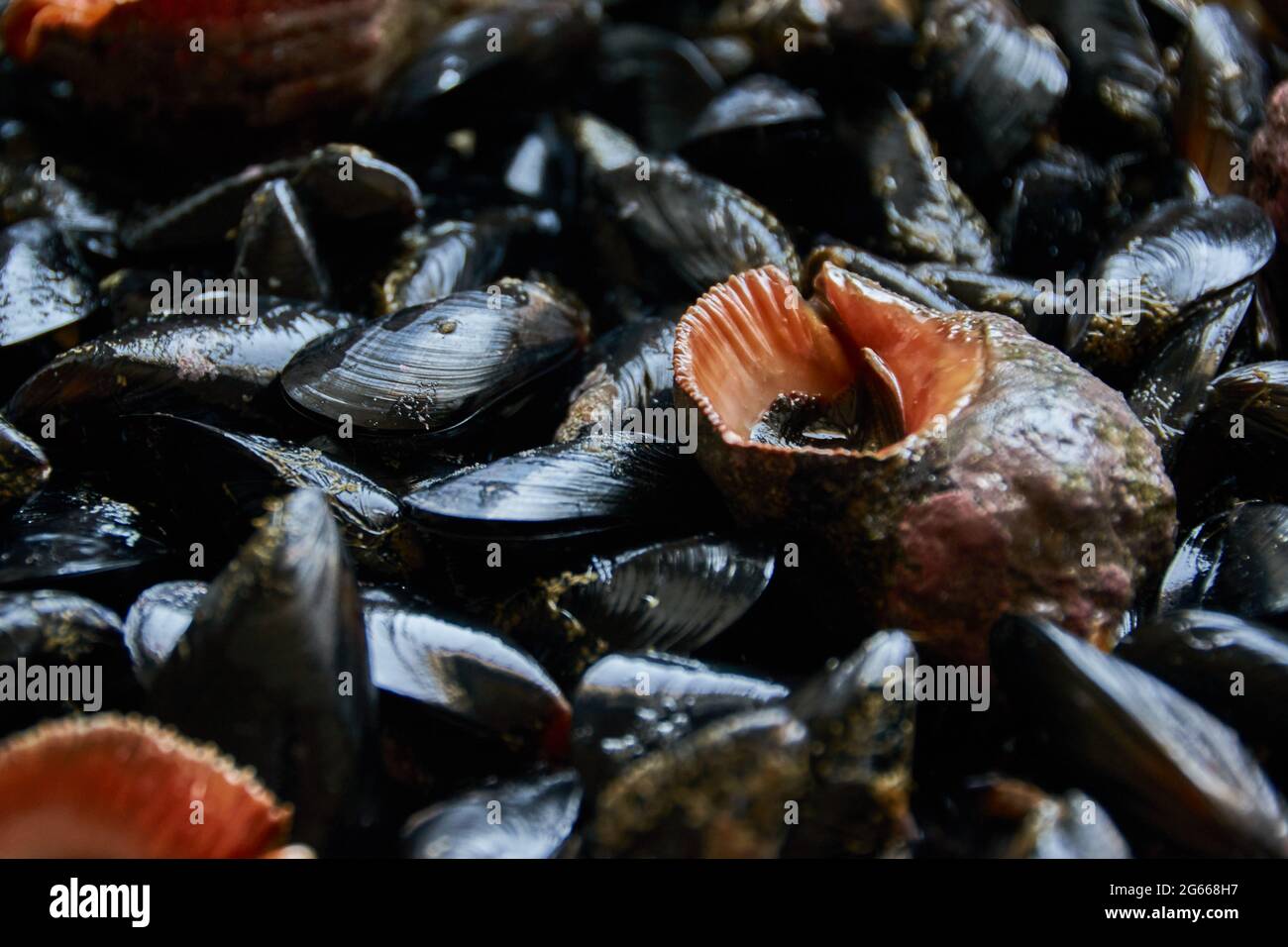 Pattern of edible sea shells and mollusks Stock Photo - Alamy