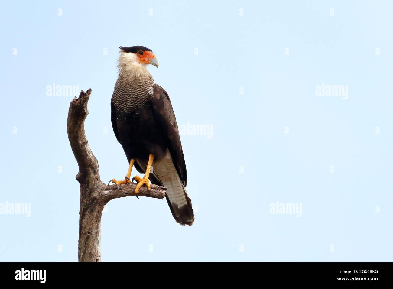 Carcara plancus hi-res stock photography and images - Alamy