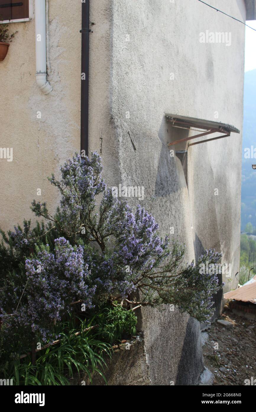 Trees around a stone building hi-res stock photography and images - Alamy