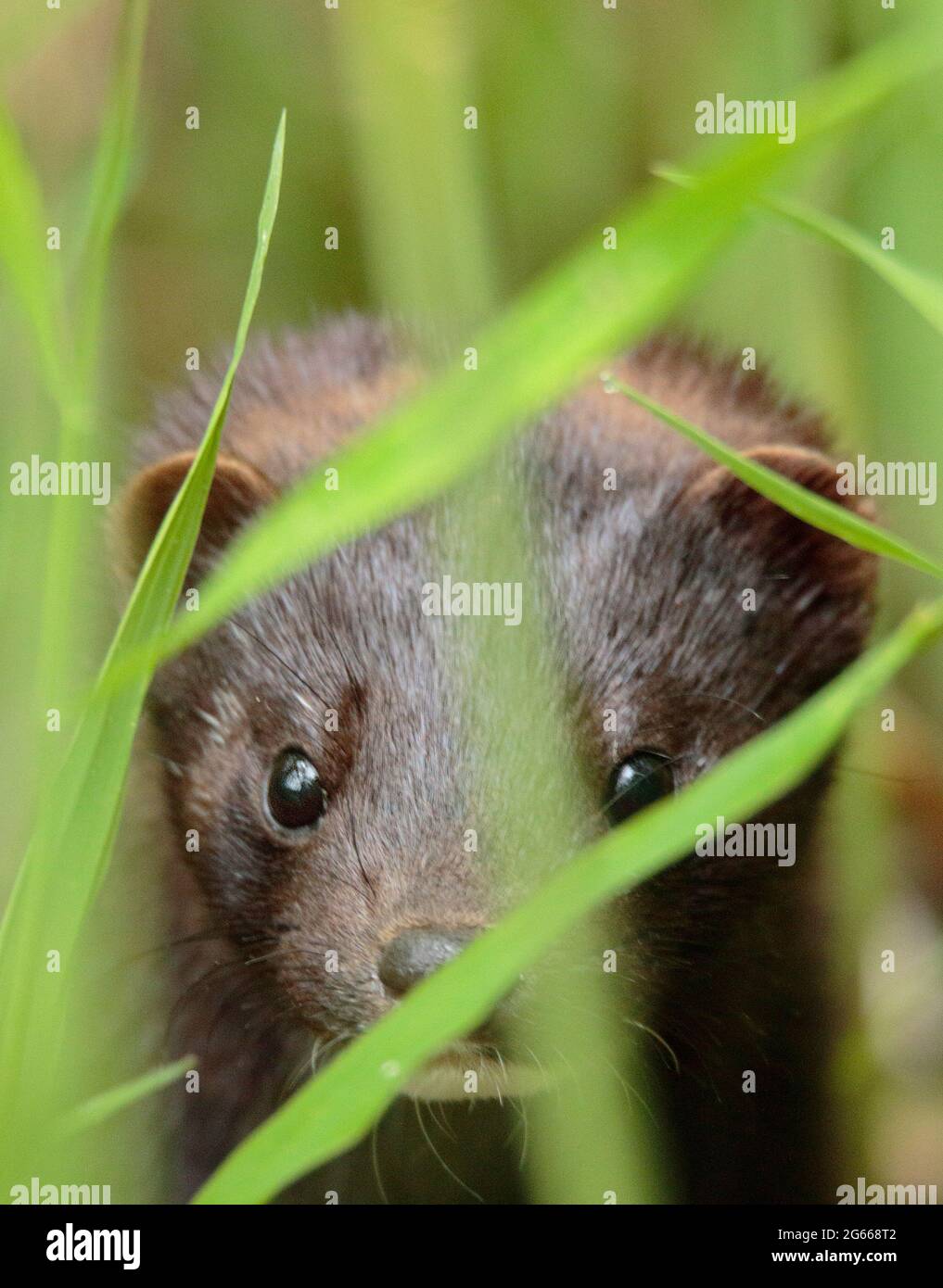 Mink whiskers hi-res stock photography and images - Alamy