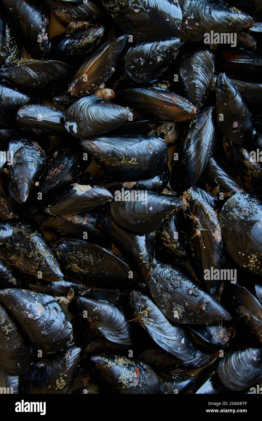 Blue mussels pattern, healthy seafood Stock Photo - Alamy