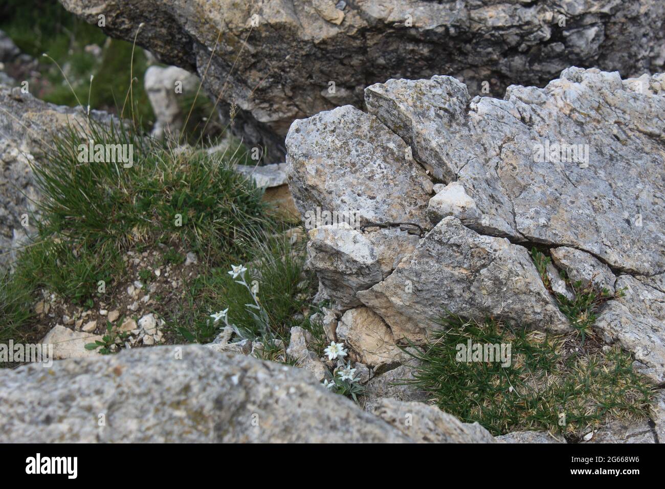 A close up of a rock Stock Photo - Alamy